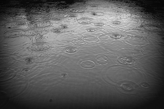 Palm Springs was very, very excited to see rain today