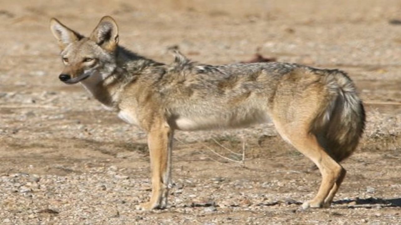 Coyote In Desert Hot